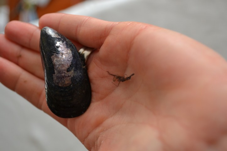 Mussels with White Wine, Shallots and Tomatoes – Minced